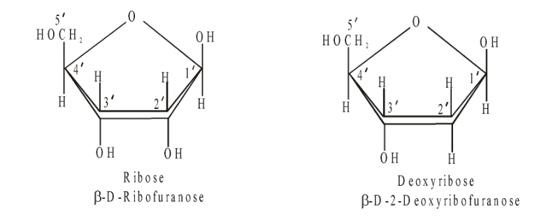 Deoxyribofuranose